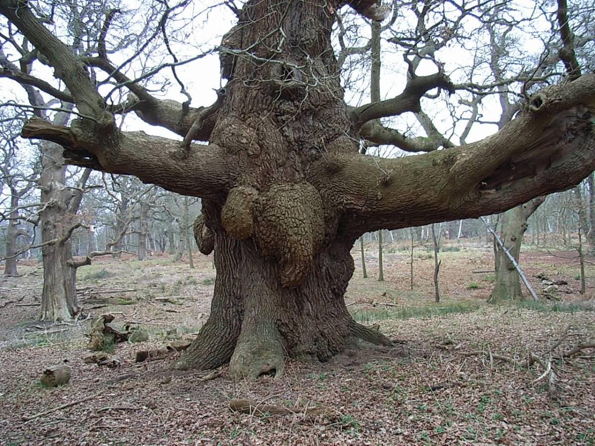 Bothersome buds, burrs and brooms – The Old Man of Wytham