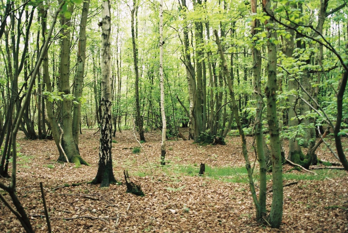 What does having ‘a more mixed tree cover’ mean? – The Old Man of Wytham
